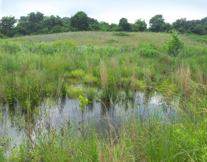 Wildlands Engineering | Ecosystem Restoration